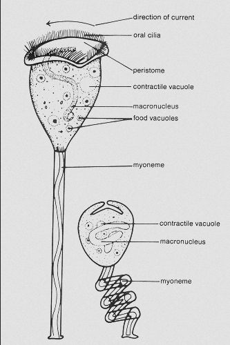 Vorticella - Its Spasmoneme Makes It a Living Spring