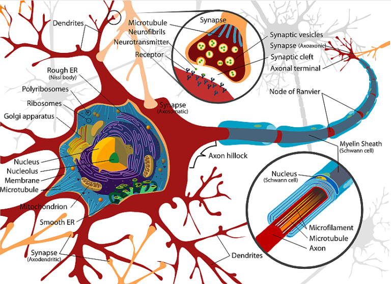 Neurons: Their Components and Their Functions