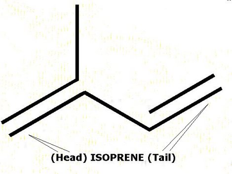 Isoprene Units