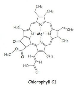 Comparing Hemoglobin and Chlorophyll
