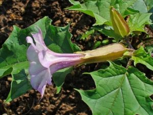 Dangerous Chemistry of Jimson Weed – Watch Your Children!