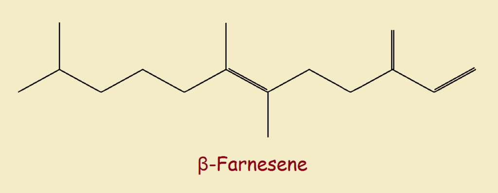 Does Pineapple Weed or Wild Chamomile Grow in Your Lawn?