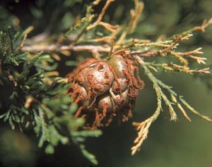 Cedar Apple Rust Gall – A Troublesome Look-Alike