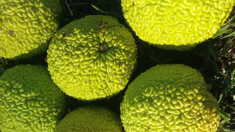 What Is It Good For? The Osage Orange Maclura pomifera