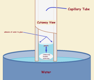 Capillary Action from the Forces of Adhesion and Cohesion