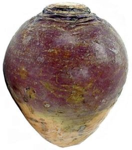 What's the Difference Between Turnips and Rutabagas? Quirky Science