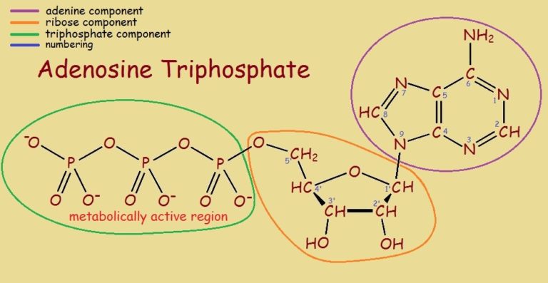 Adenosine Triphosphate Atp And Metabolism Quirky Science