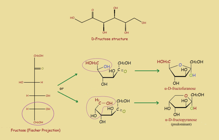 Why Some Sugars Have a Cyclic and a Chain Structure - Quirky Science