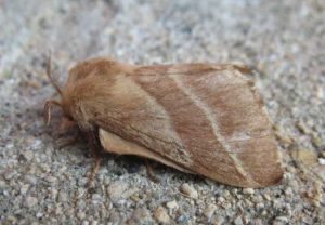 Spring Webworms, Fall Webworms - What's the Difference? - Quirky Science