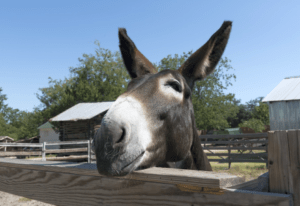 Donkeys, Burros, Mules, Jackasses - What's the Difference?