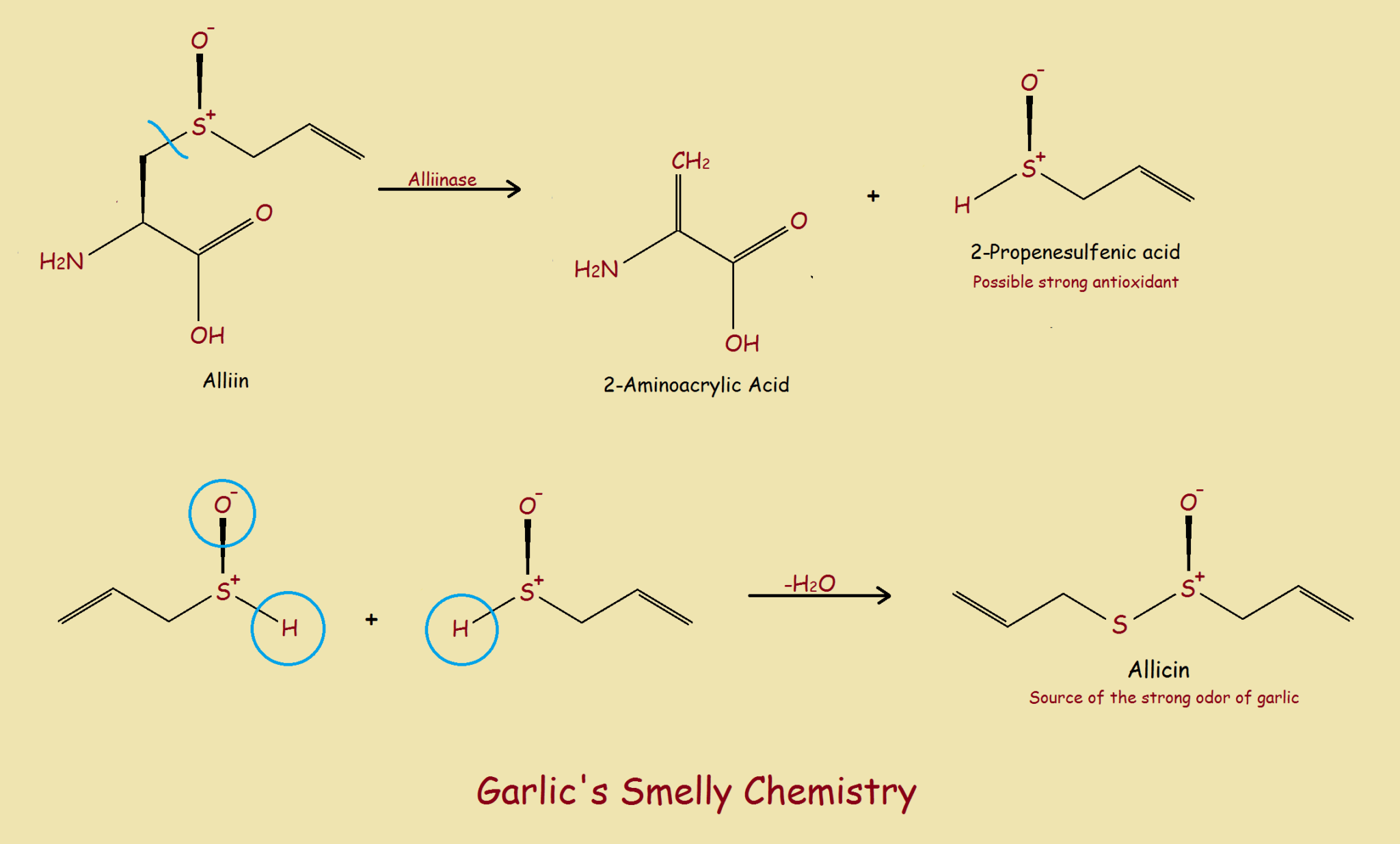 Garlic Dietary "Spokesperson" Allicin Speaks Out - Quirky Science