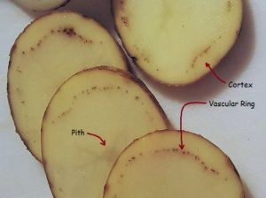 Is Much of the Nutrition Just Under the Potato Skin? - Quirky Science