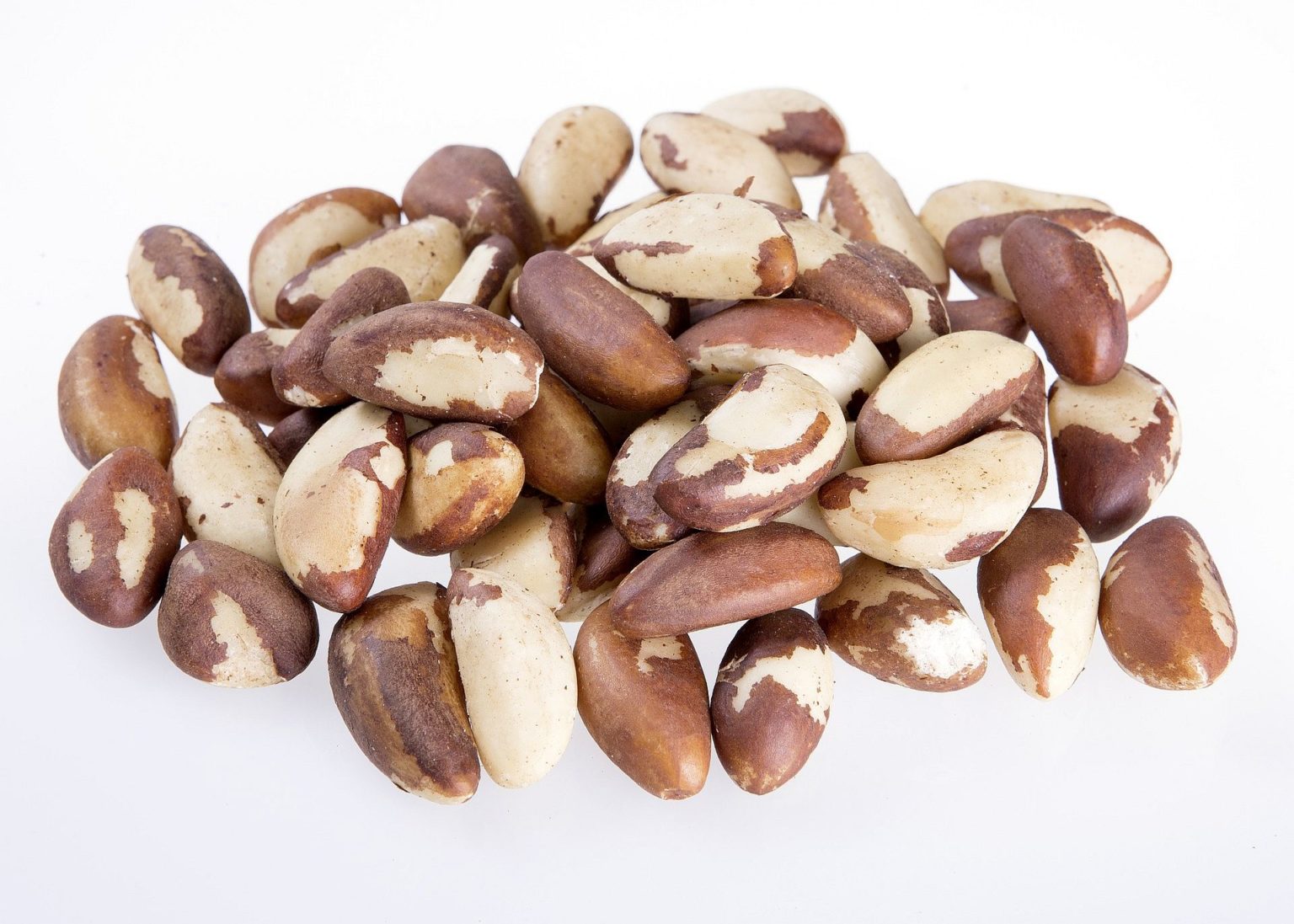The Curious Brazil Nut and Brazil Nut Tree - Quirky Science